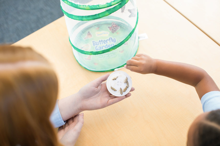 Insect Lore Butterfly Garden Kit with Two LIVE Cups of Caterpillars pl ...