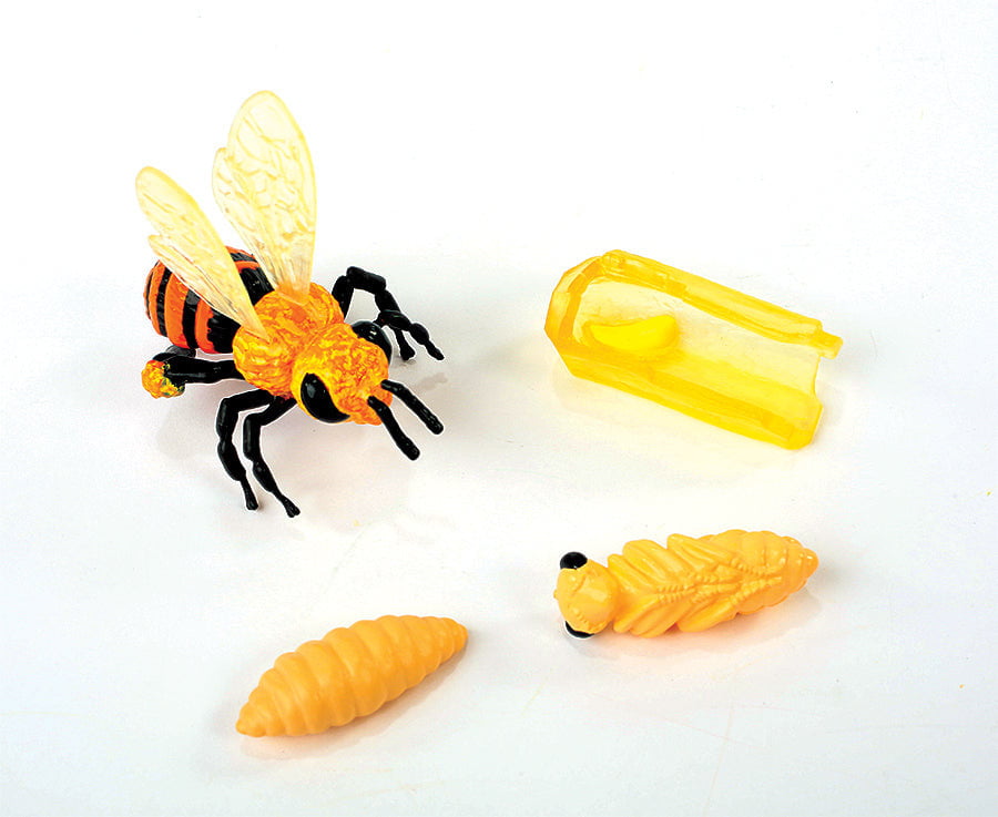 Insect Lore Life Cycle Figurines 24 Piece Set – STEMfinity