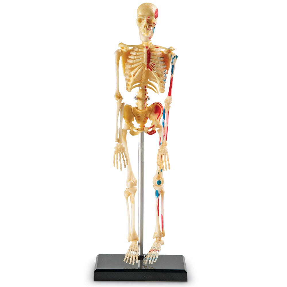 Human Skeleton Model | Learning Resources | STEMfinity