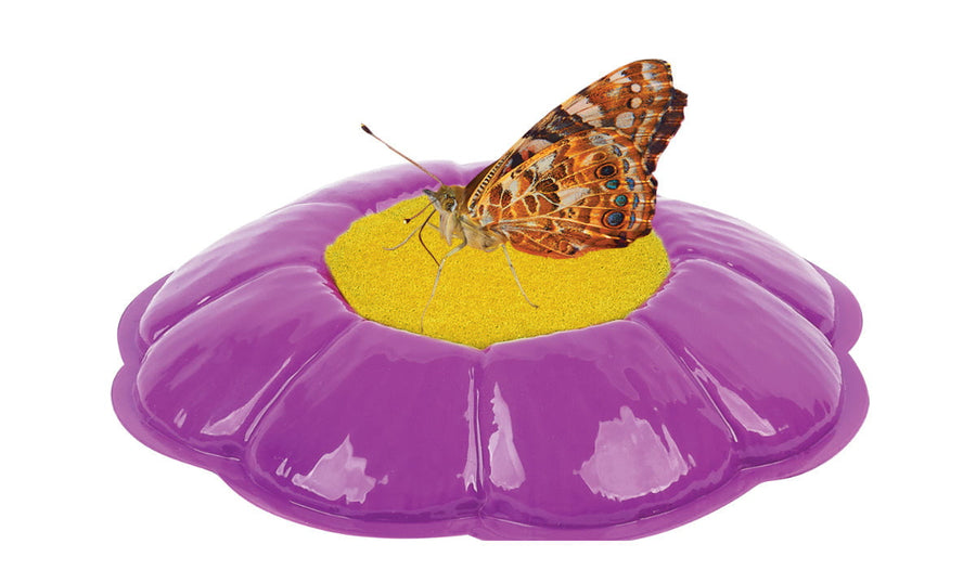 Insect Lore Butterfly Garden Kit with Two LIVE Cups of Caterpillars pl ...