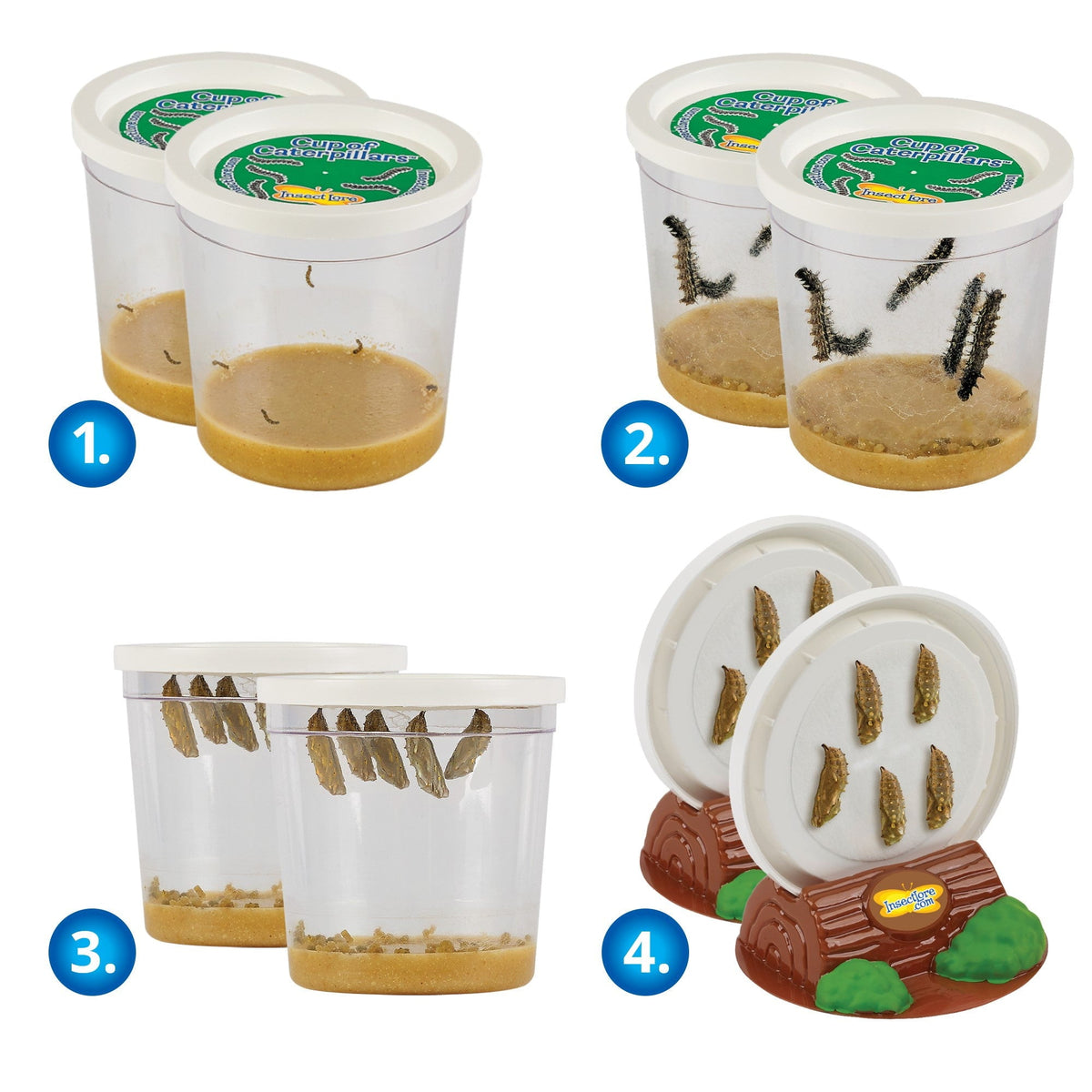 Insect Lore Butterfly Garden Kit with Two LIVE Cups of Caterpillars pl ...