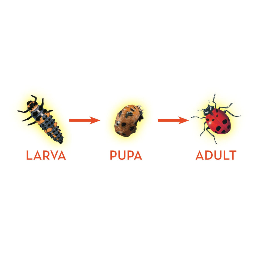 Insect Lore Ladybug Growing Kit with ONE Tube of Live Ladybug Larvae a ...